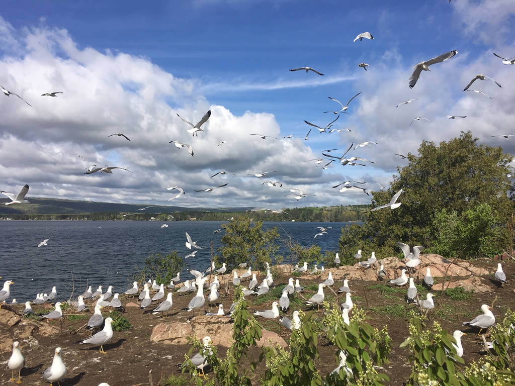Seagull Management Program - 2024 - Lake Clear Conservancy